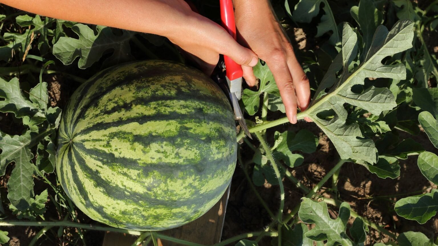 How and When To Harvest Watermelons For Peak Sweetness
