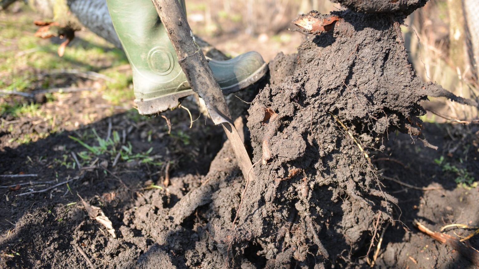 How to Identify, Control, and Prevent Crown Gall