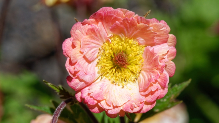 How to Plant, Grow, and Care For Geum Flowers