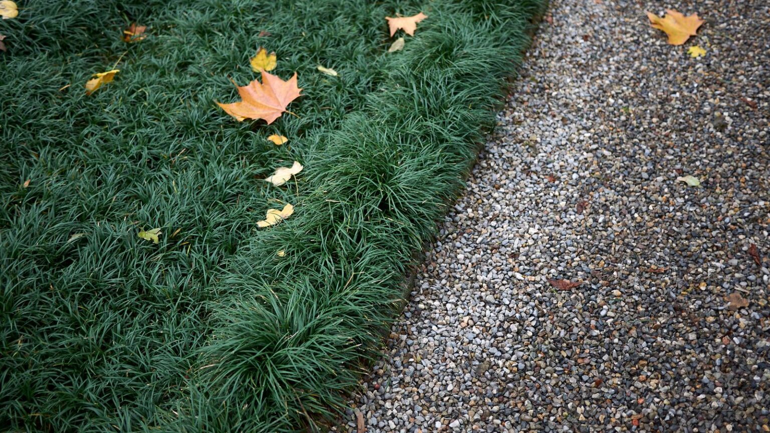 How to Plant, Grow, and Care for Ophiopogon Japonicus
