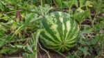 How and When To Harvest Watermelons For Peak Sweetness