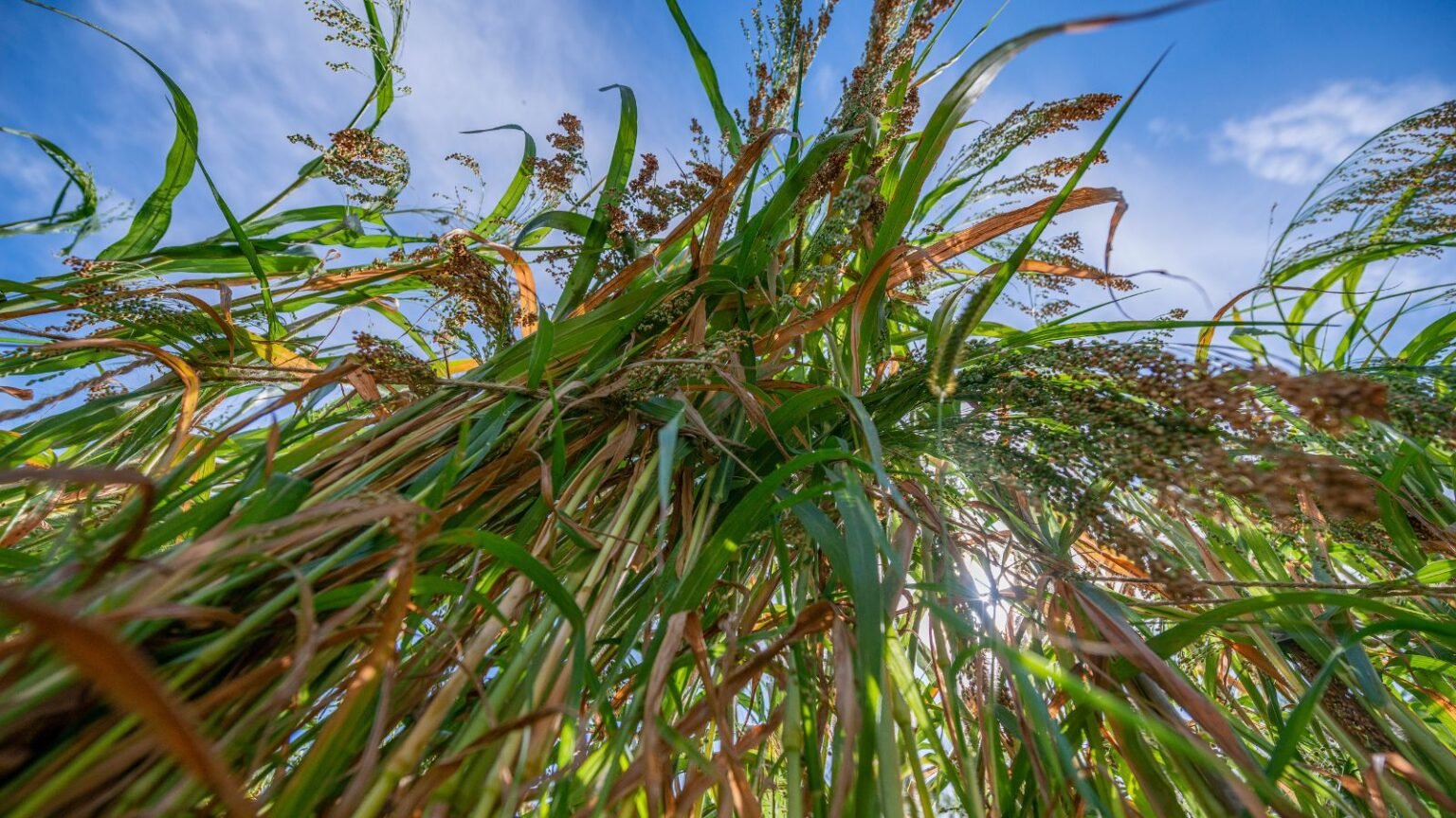 How to Plant, Grow, and Care for Millet