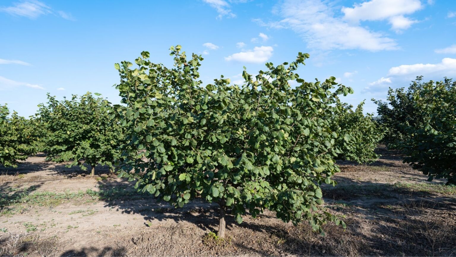 How to Plant, Grow, and Care for Hazelnuts