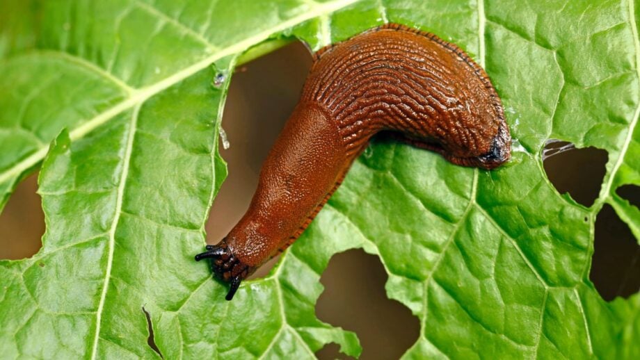 Snails and Slugs: What's The Difference?
