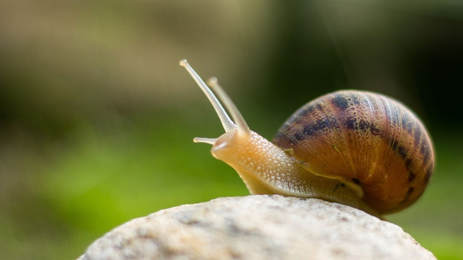 Snails and Slugs: What's The Difference?