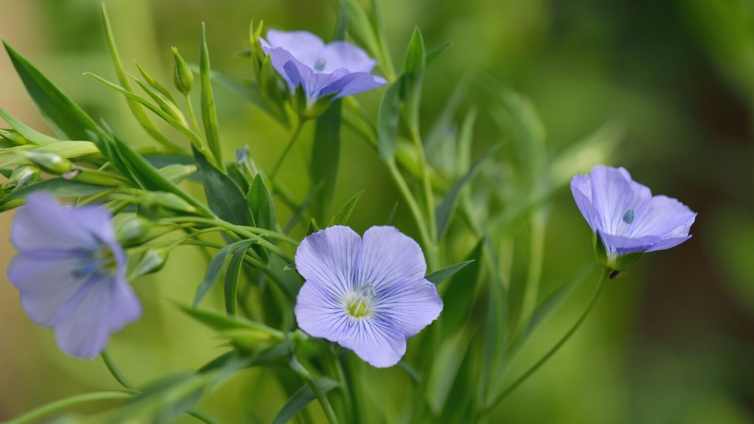 How to Plant, Grow, and Care for Flax