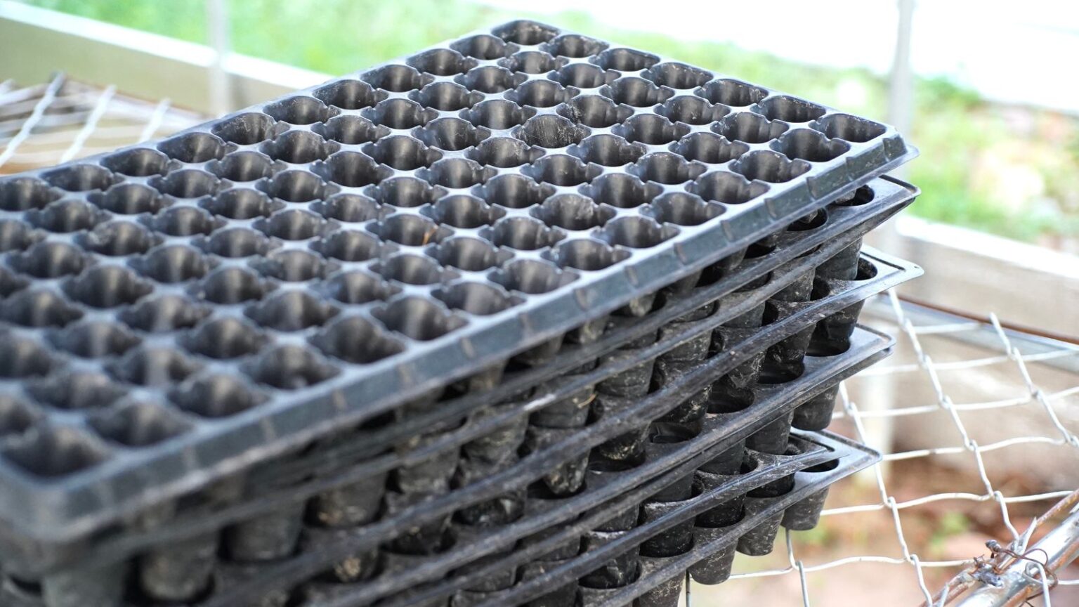 How To Grow Clover Microgreens in 5 Easy Steps