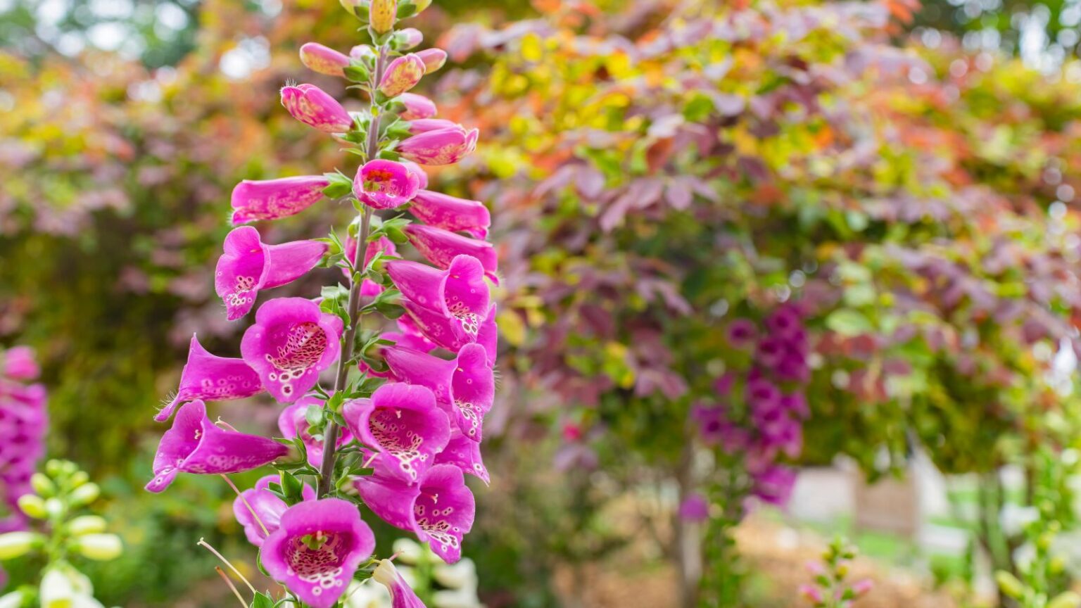 How to Plant, Grow, and Care for Foxgloves