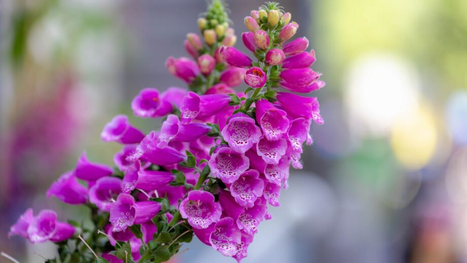How to Plant, Grow, and Care for Foxgloves