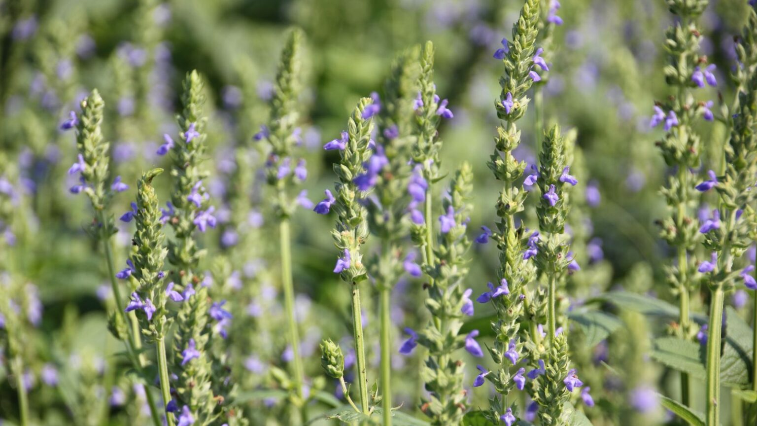 How to Plant, Grow, and Care for Chia