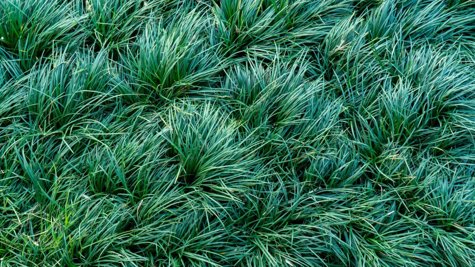 How to Plant, Grow, and Care for Ophiopogon Japonicus