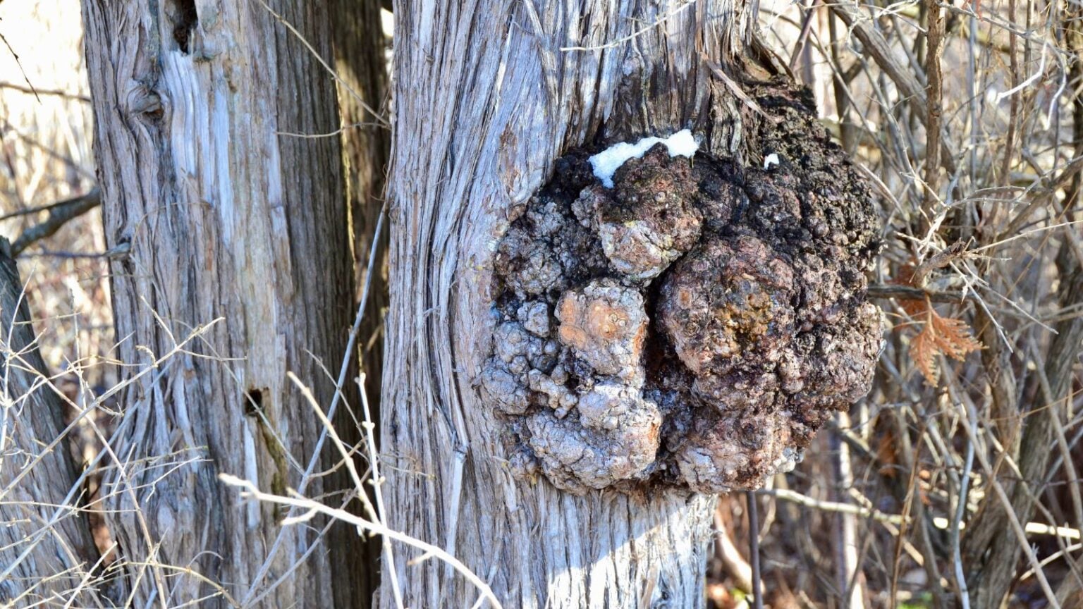 How to Identify, Control, and Prevent Crown Gall