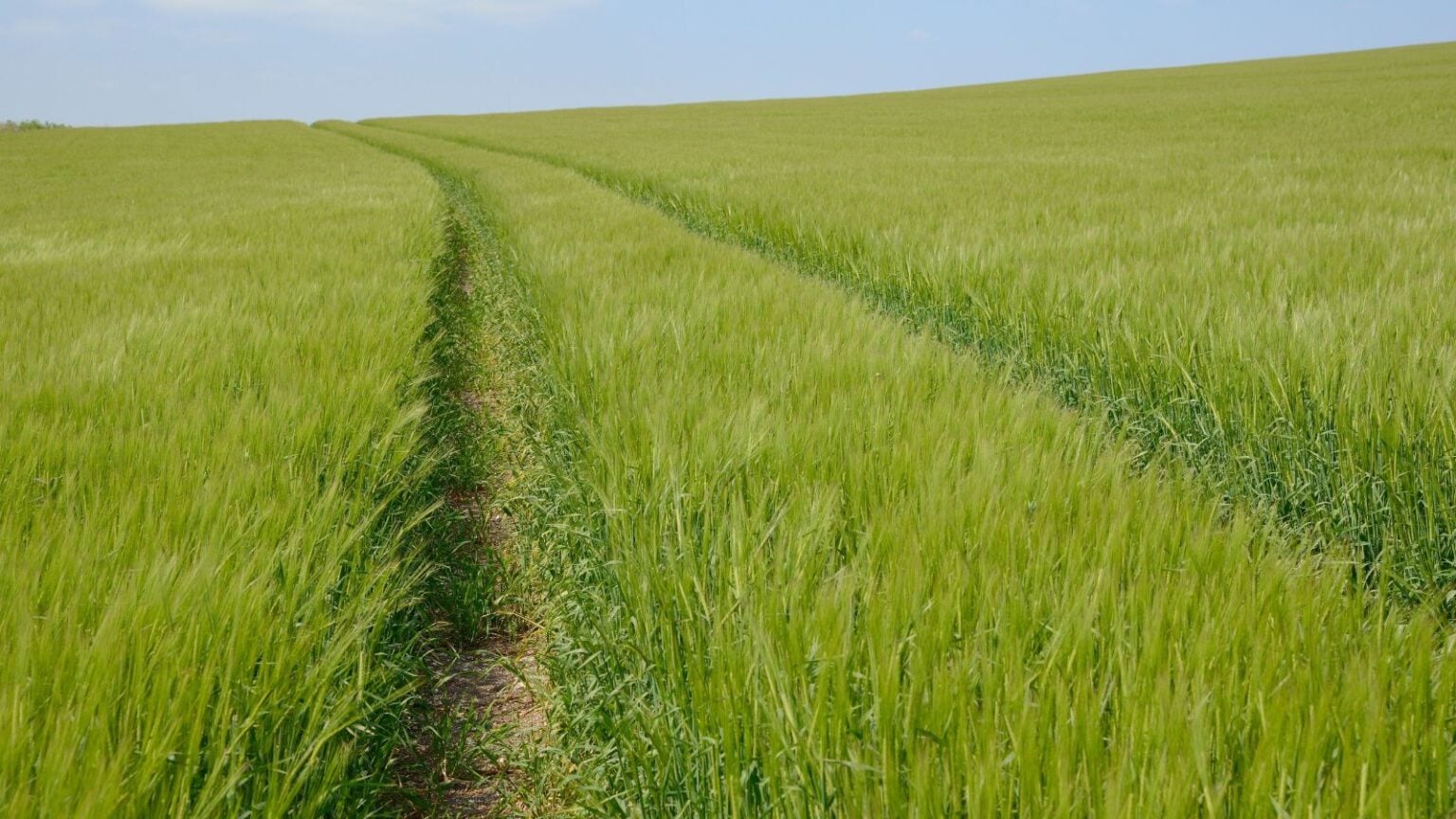 How to Plant, Grow, and Care for Barley