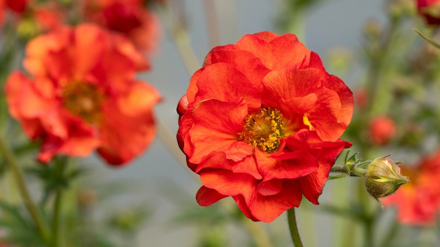 How to Plant, Grow, and Care For Geum Flowers