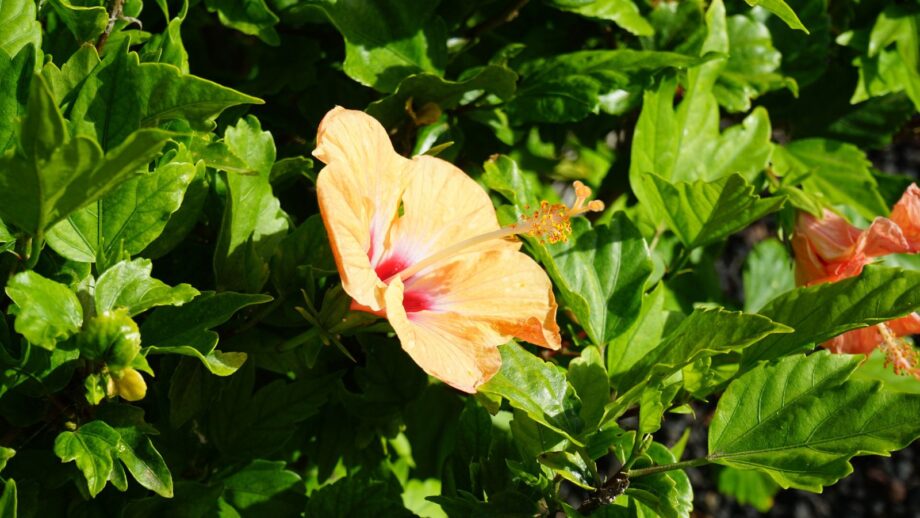 How to Plant, Grow, and Care for Hawaiian Hibiscus