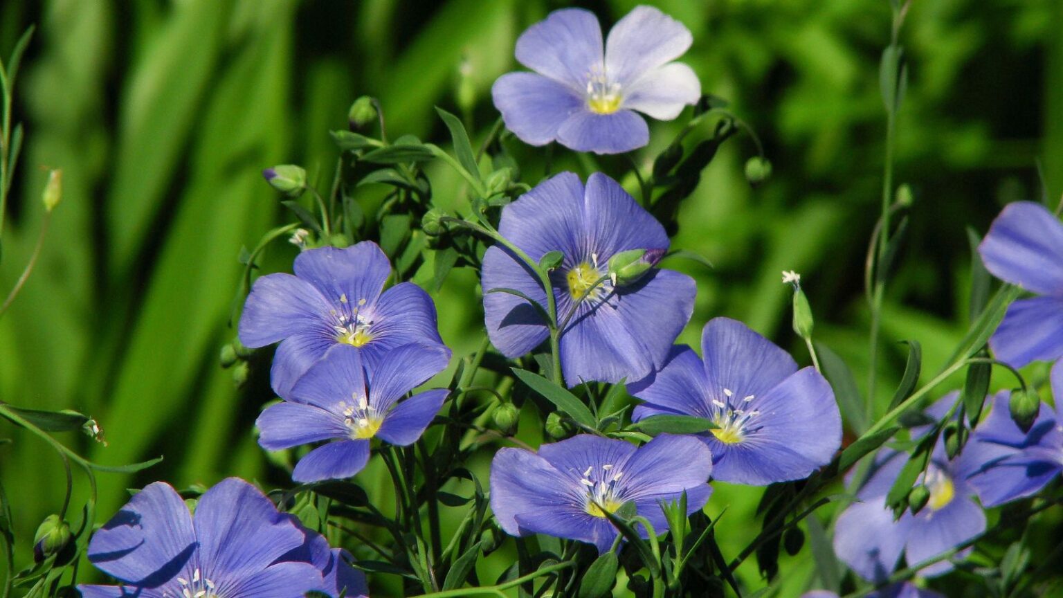 How to Plant, Grow, and Care for Flax