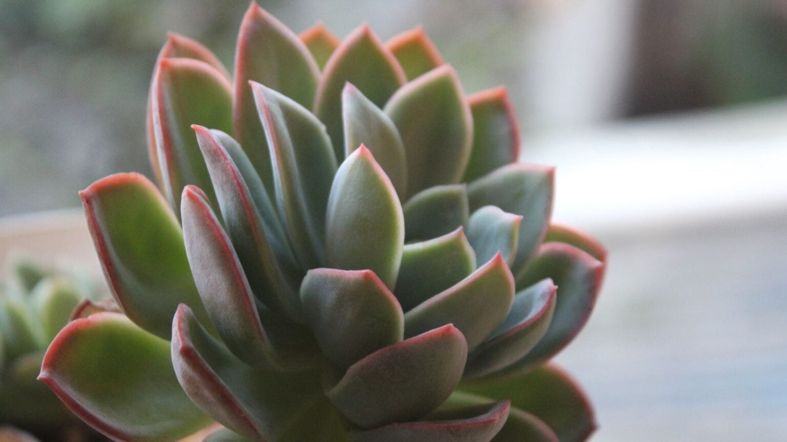 How to Plant, Grow, and Care for Echeveria Elegans