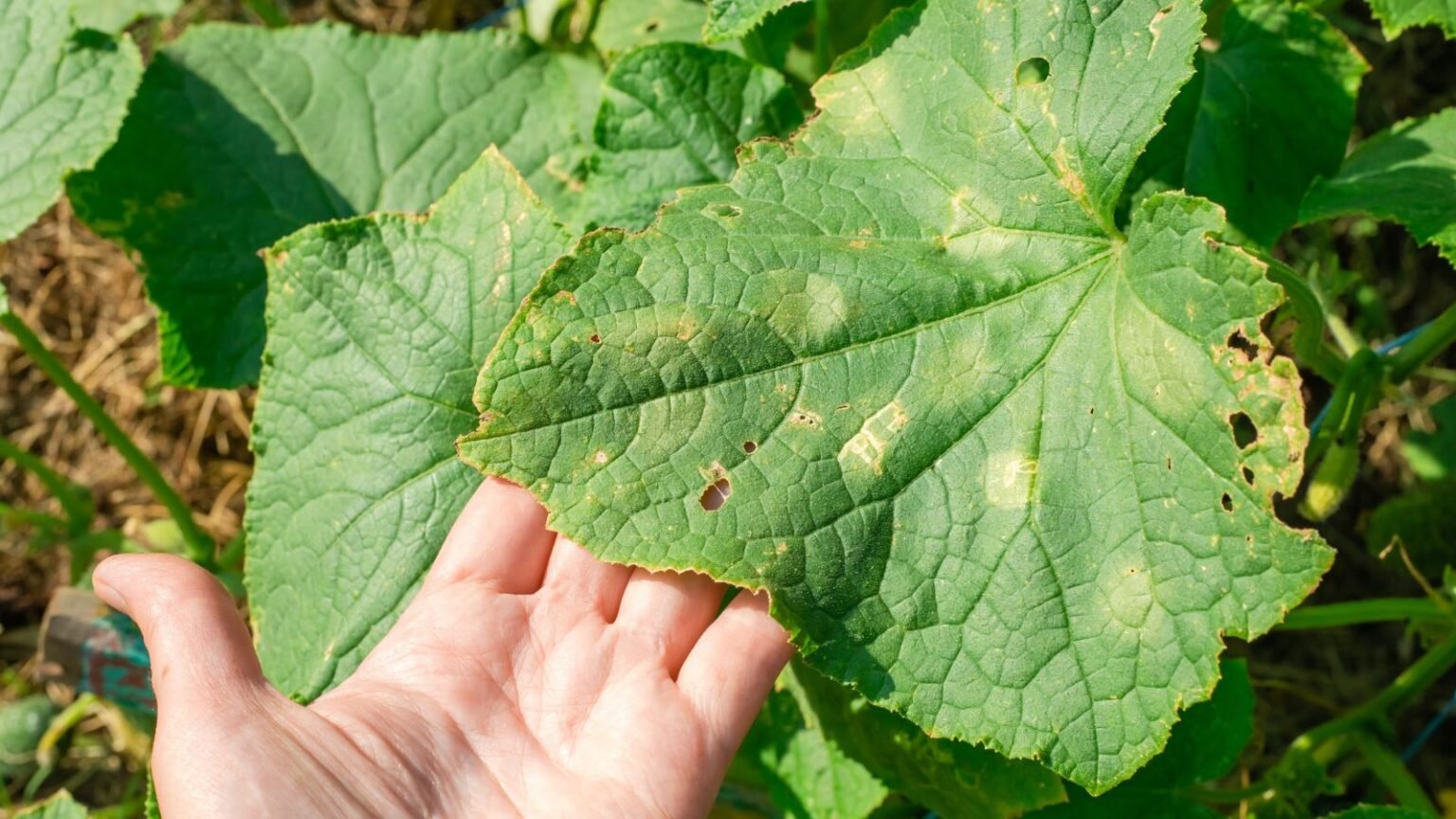 Cucumber Mosaic Virus Identification and Treatment