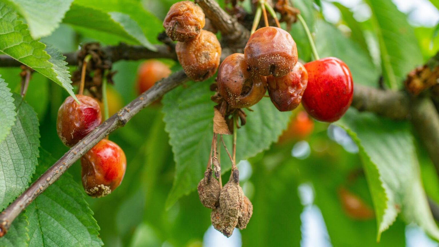 Brown Rot in Stone Fruit: Symptoms and Treatment