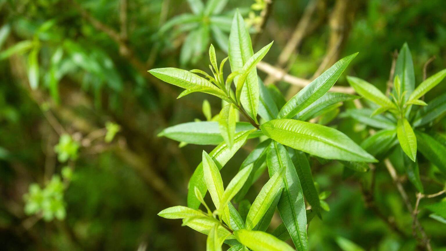 How to Plant, Grow, and Care for Lemon Verbena