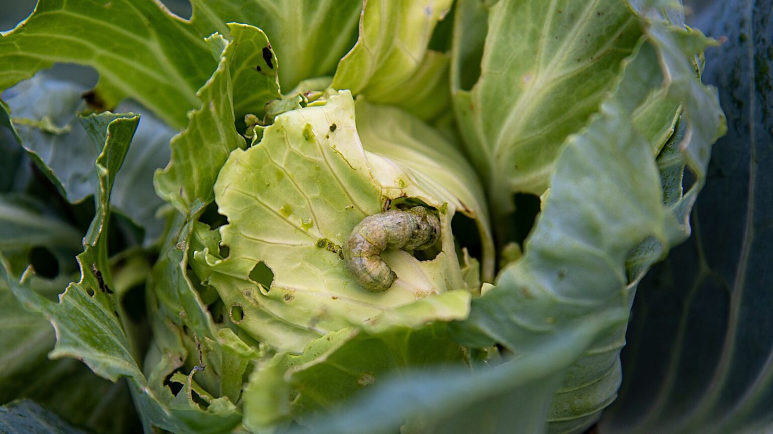 How to Control and Prevent Cabbage Looper