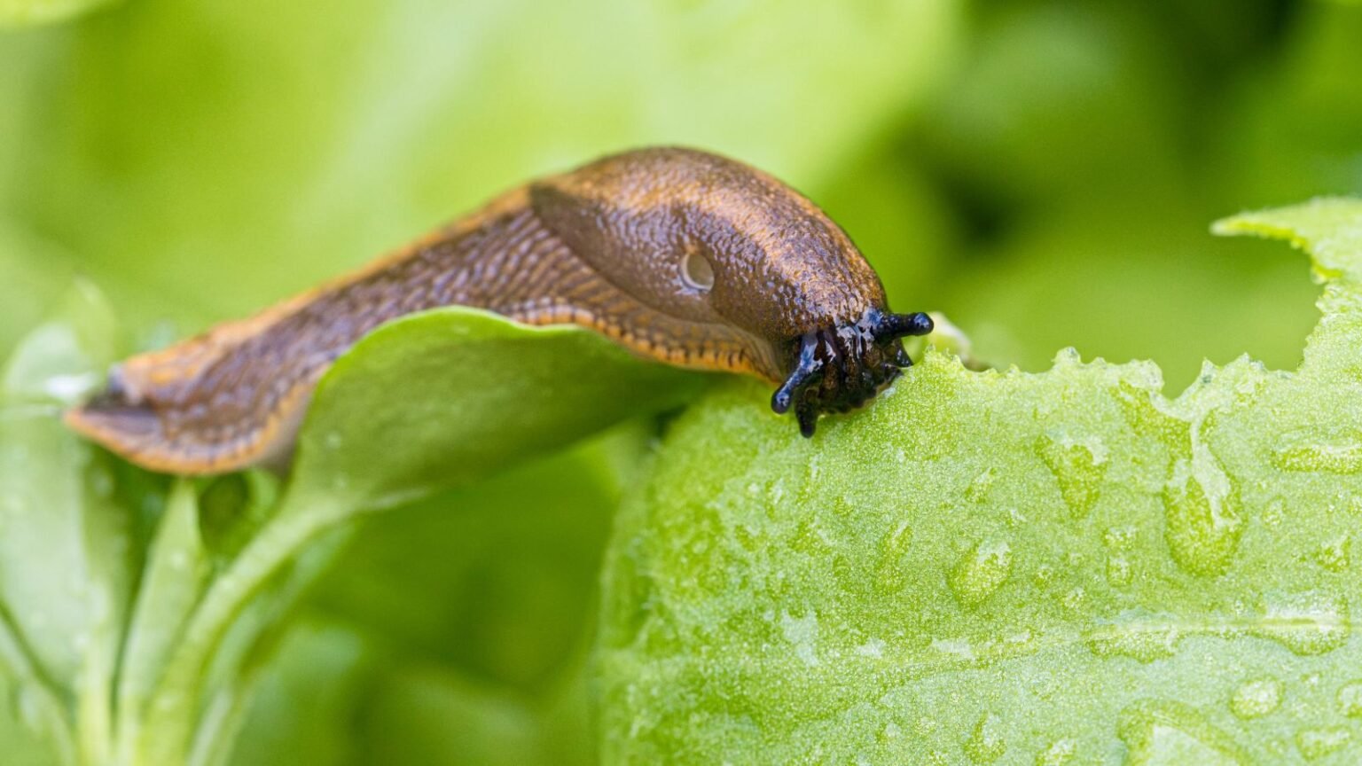 Snails and Slugs: What's The Difference?