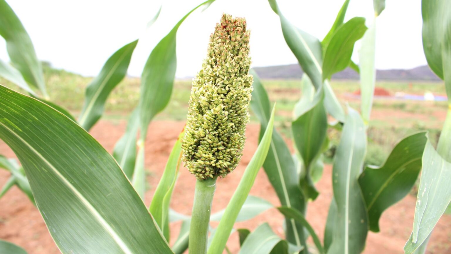 How to Plant, Grow, and Care for Sorghum