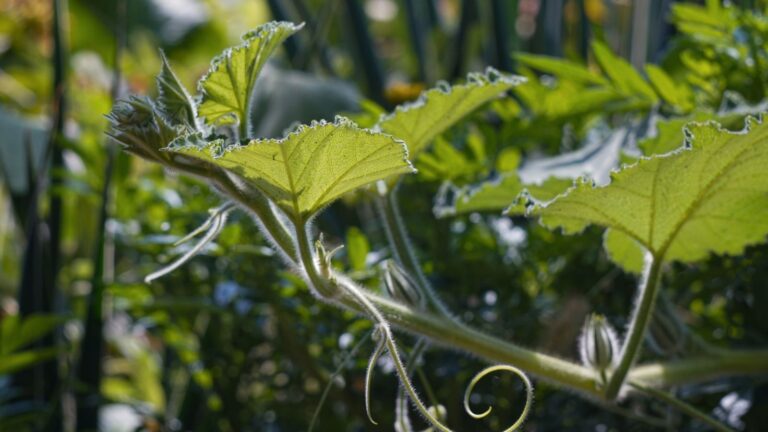 How to Control and Prevent Squash Bugs