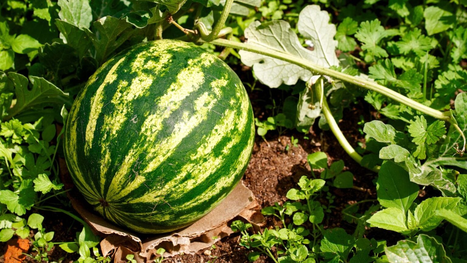 How and When To Harvest Watermelons For Peak Sweetness