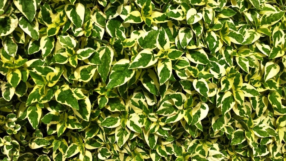 21 Outdoor Plants With Variegated Leaves
