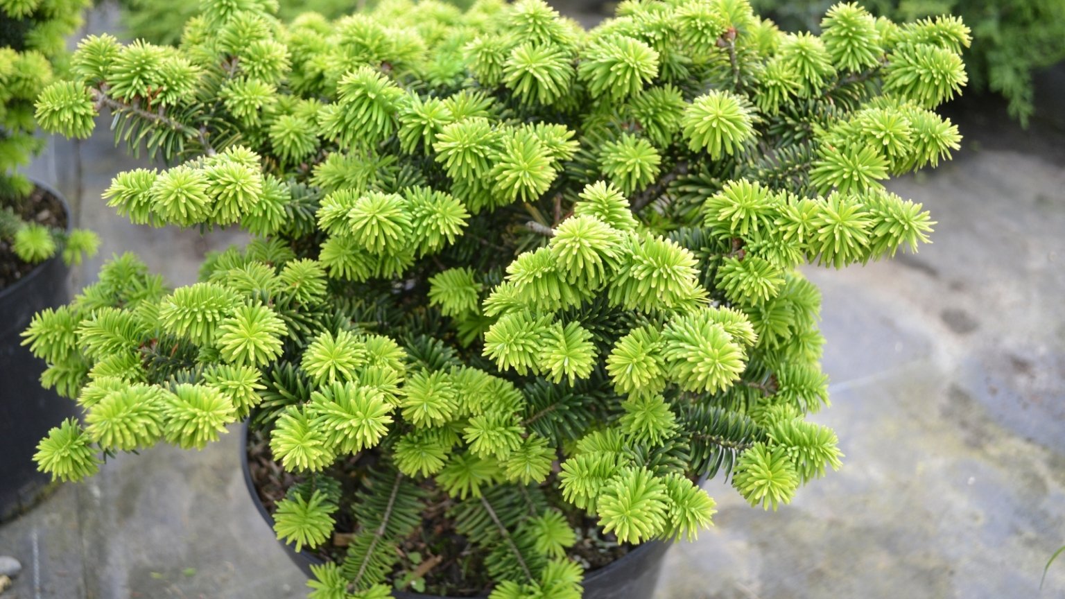 19 Dwarf Evergreen Trees for Your Landscape
