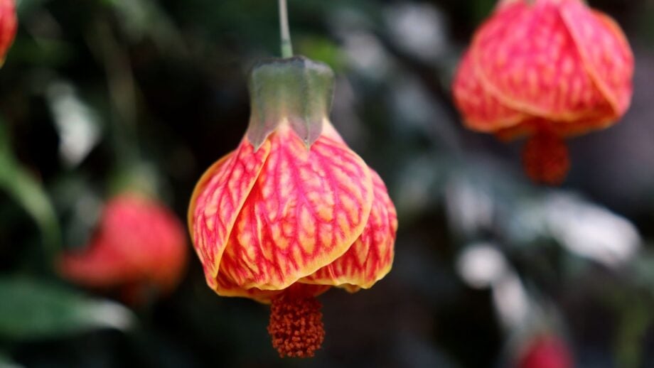 How to Plant, Grow, and Care for Flowering Maple Shrubs
