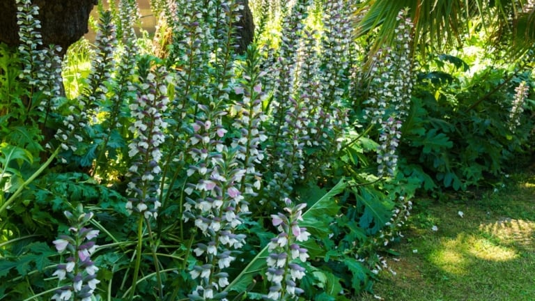 19 Garden Plants That Will Grow in Sun or Shade