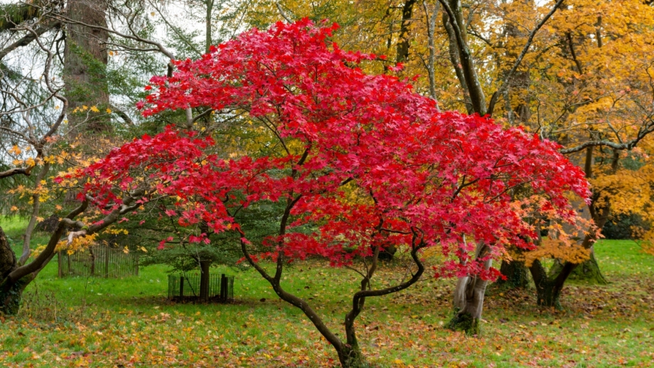 How to Plant, Grow, and Care For ‘Bloodgood’ Japanese Maple Trees