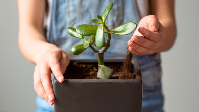 White Mold on Houseplant Soil: What it Means and What to Do