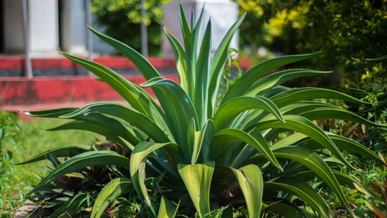 21 Best Plants To Grow Around Your Pool