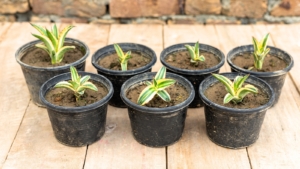 How to Propagate Agave From Leaf Cuttings