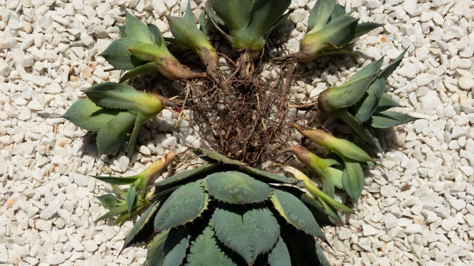How to Propagate Agave From Leaf Cuttings