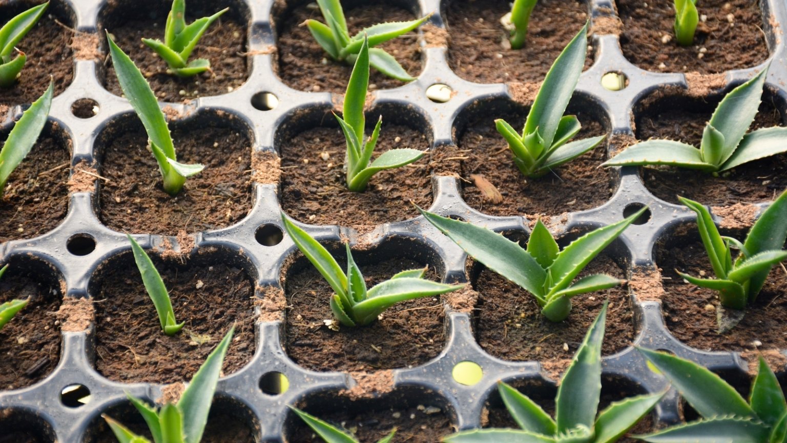How to Propagate Agave From Leaf Cuttings