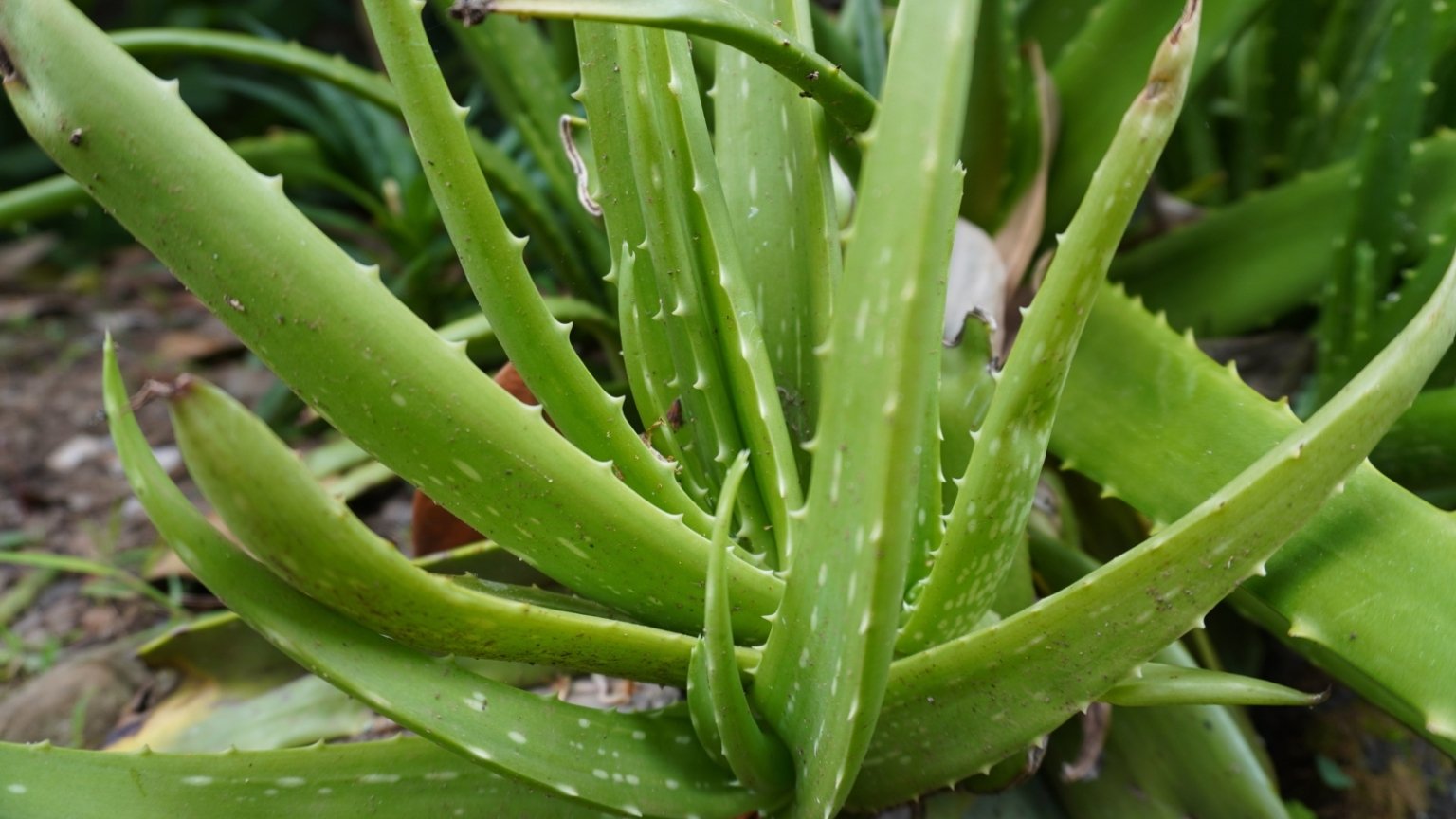 55 Types of Succulents With Names and Pictures