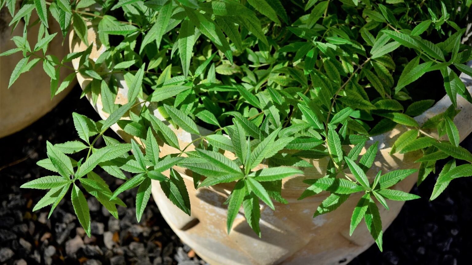 How to Plant, Grow, and Care for Lemon Verbena