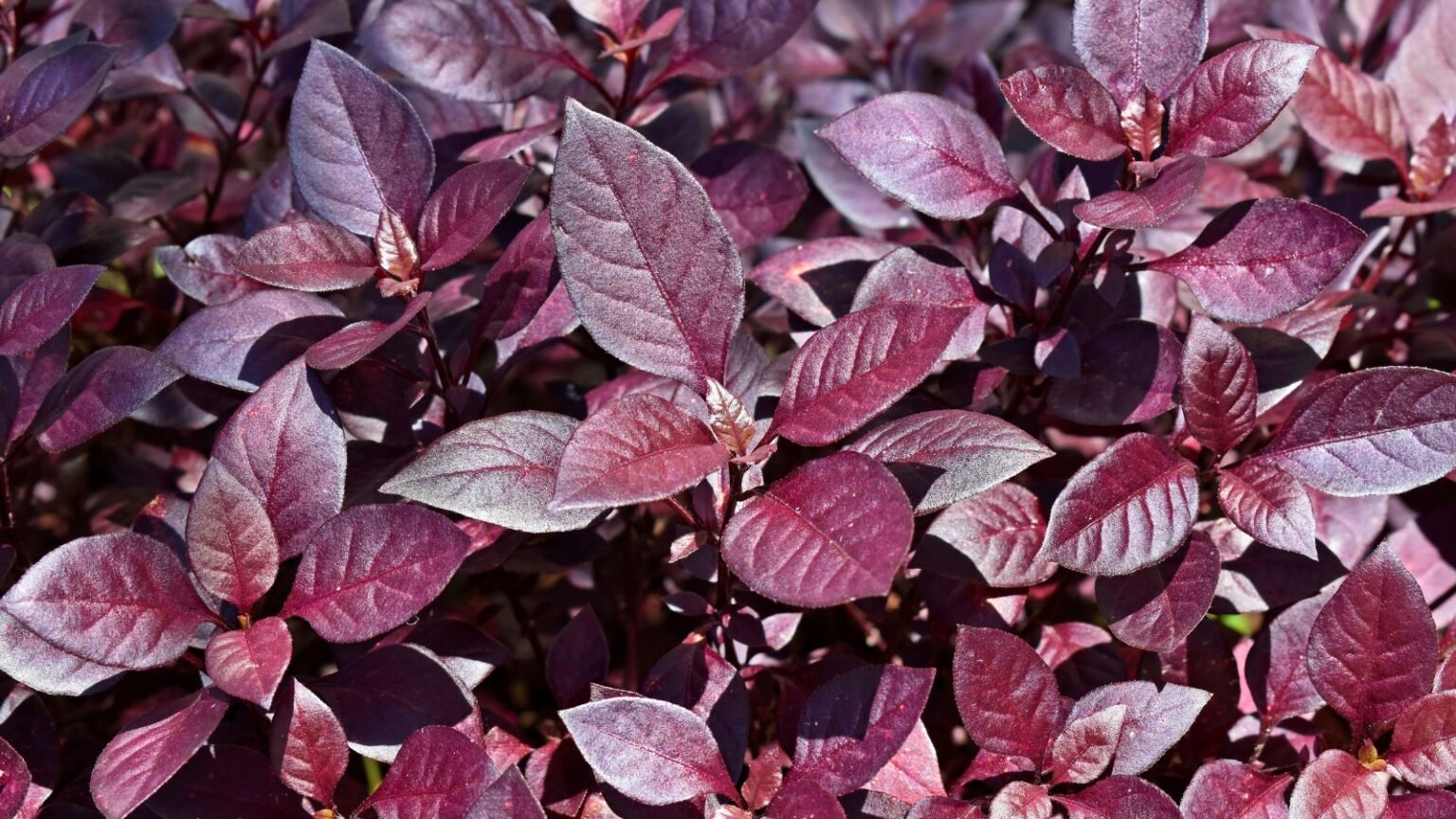 21 Garden Plants With Pink Leaves