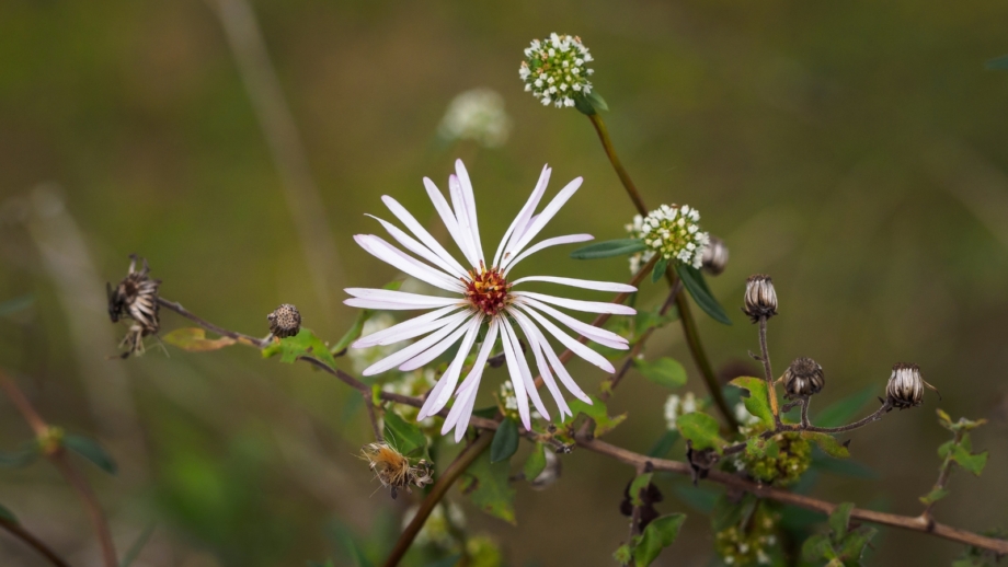 33 Native Plants That Bloom in Fall