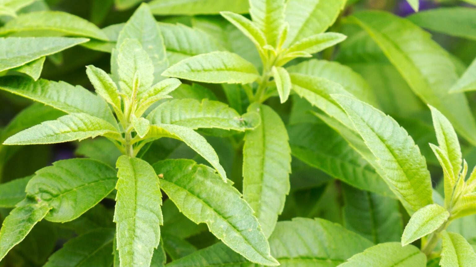 How to Plant, Grow, and Care for Lemon Verbena