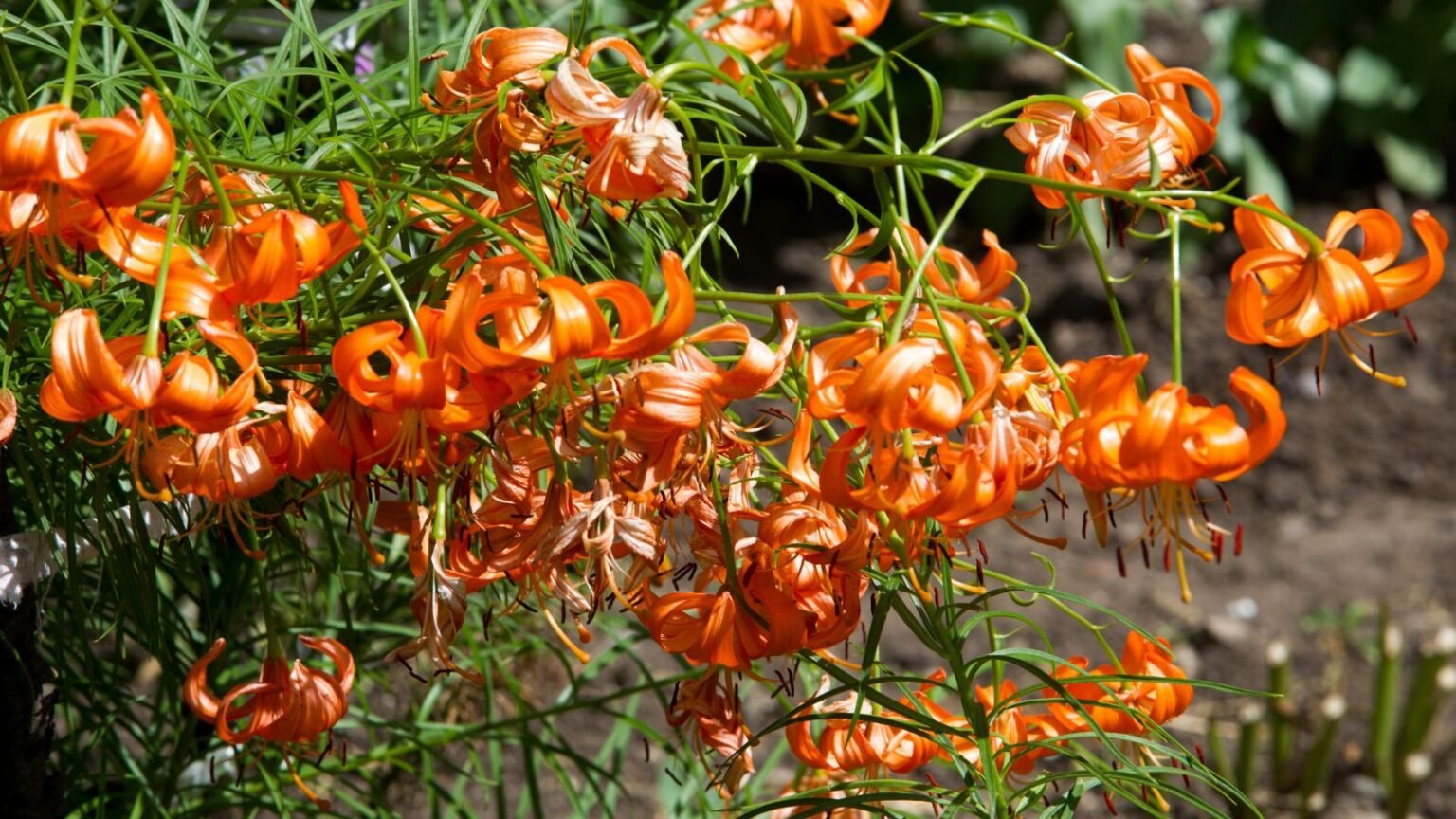 How to Plant, Grow, and Care for Tiger Lily