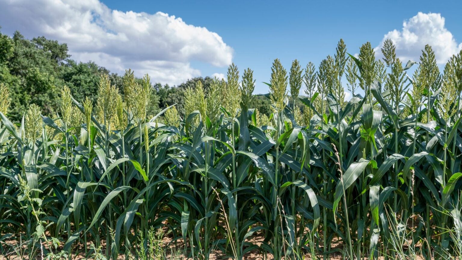 How to Plant, Grow, and Care for Sorghum