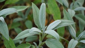 How to Plant, Grow, and Care for White Sage