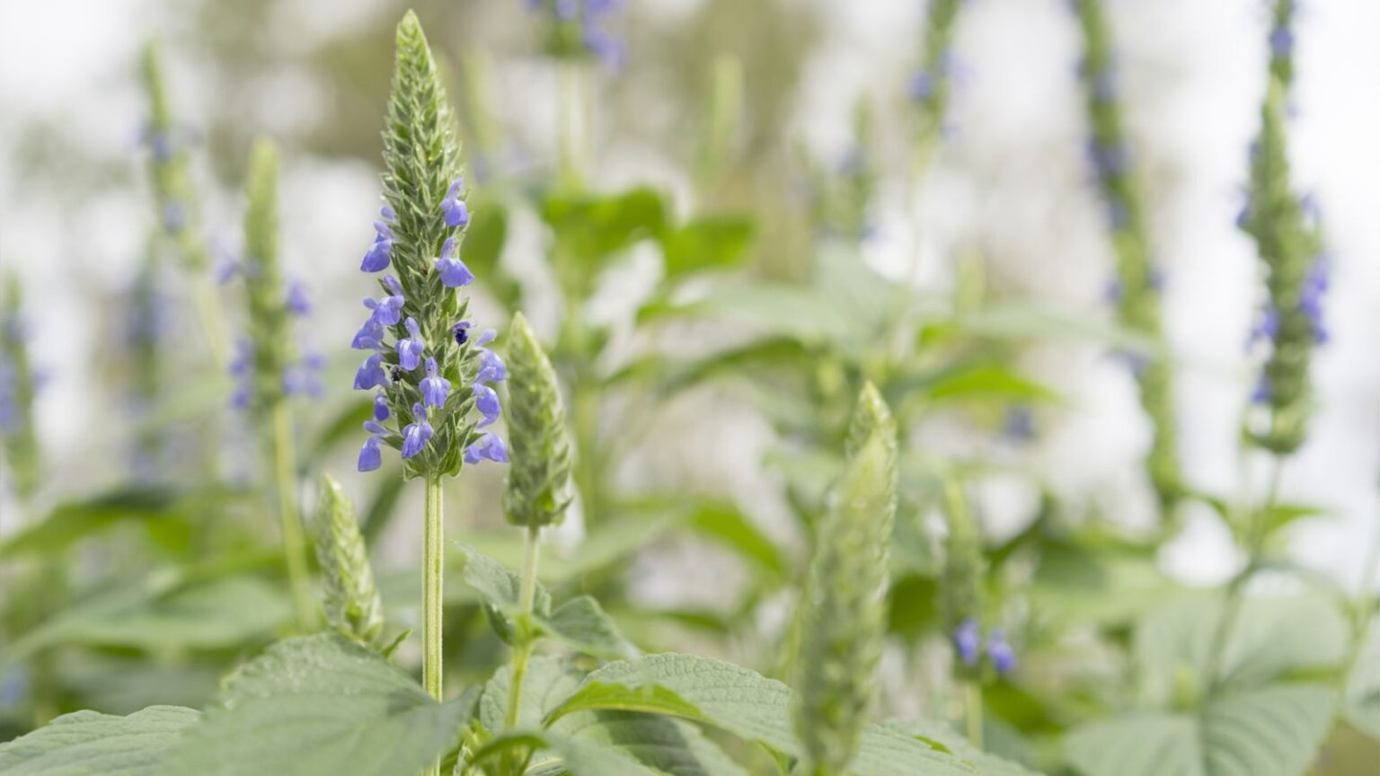 How to Plant, Grow, and Care for Chia