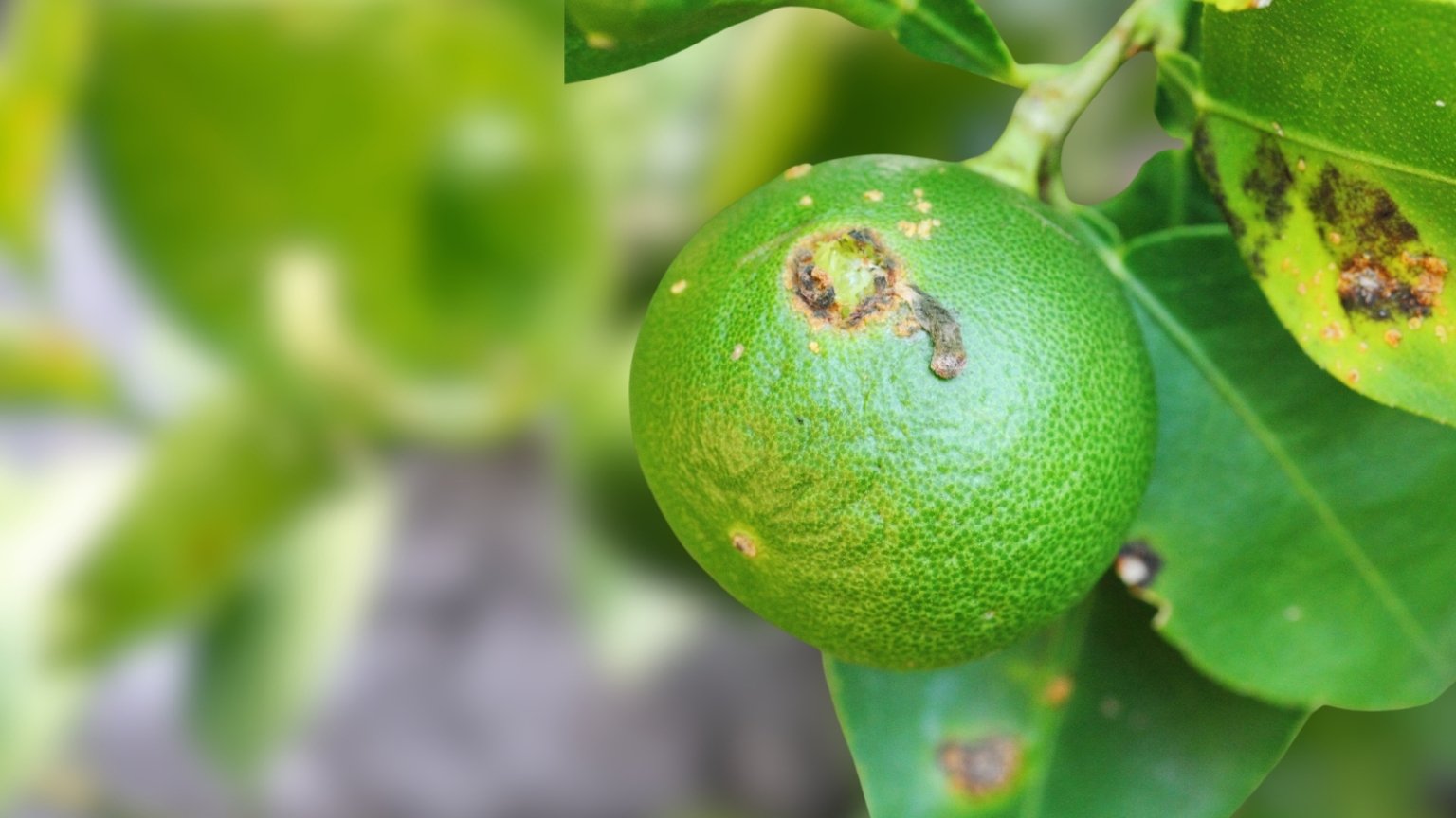 How to Identify, Prevent, and Treat Bacterial Canker in Fruit Trees