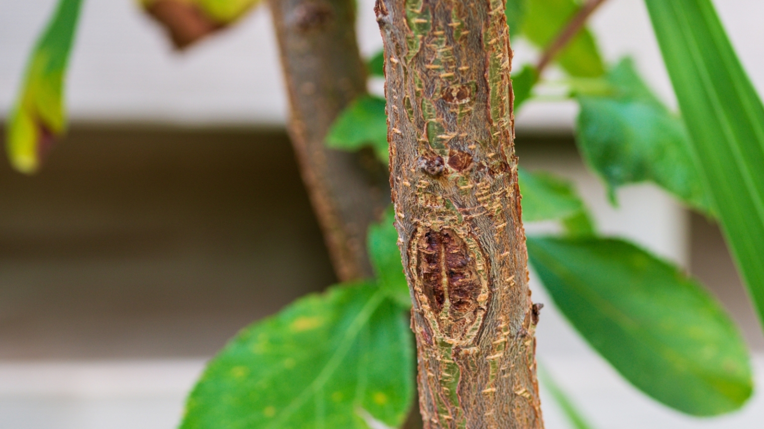 How to Identify, Prevent, and Treat Bacterial Canker in Fruit Trees